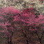Shinzo Maeda | Master Photographer | On Landscape