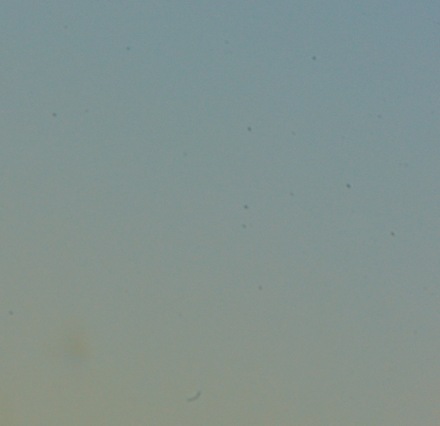 pre-dust | On Landscape