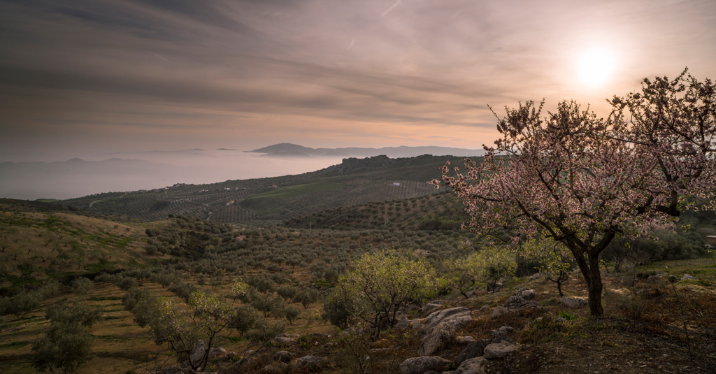 olive grove weak sunset mist 2048 | On Landscape