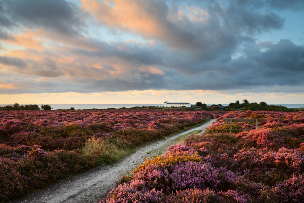 Sea of Heather | On Landscape