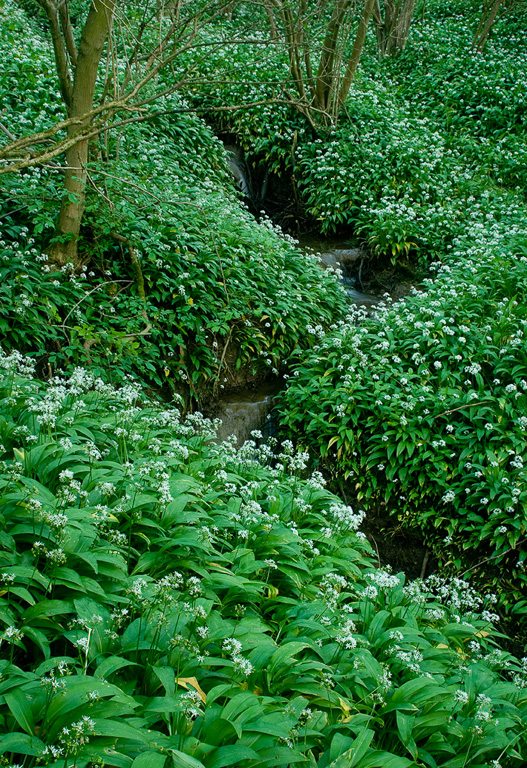 GarlicStream | On Landscape