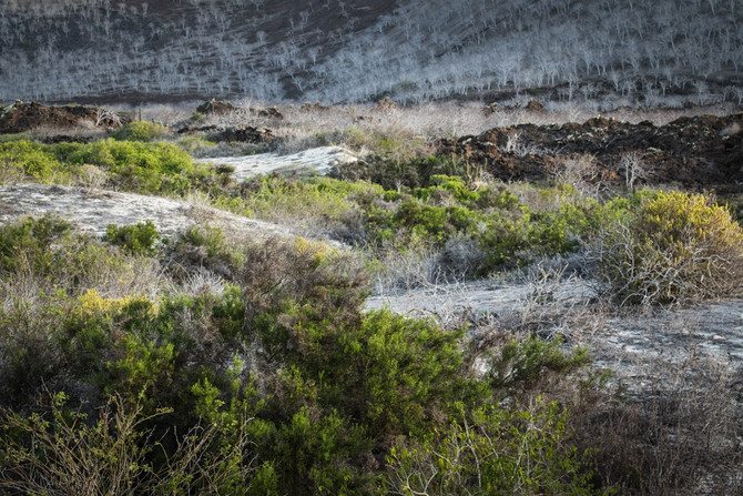 The Galápagos Islands | Kenneth Meijer | On Landscape