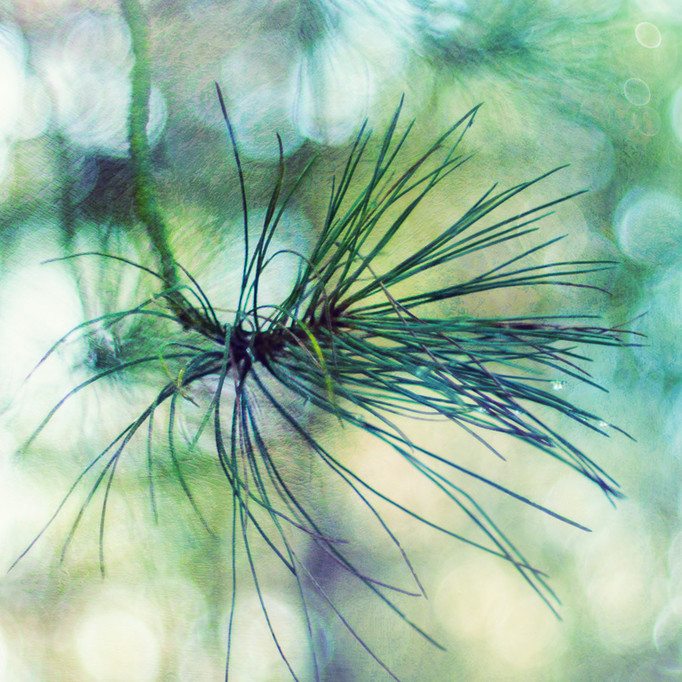 Jane Simmonds | Featured Photographer | On Landscape