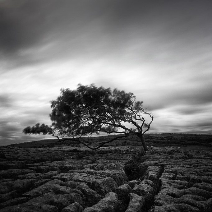 Stephen McNally | Love of Trees | On Landscape