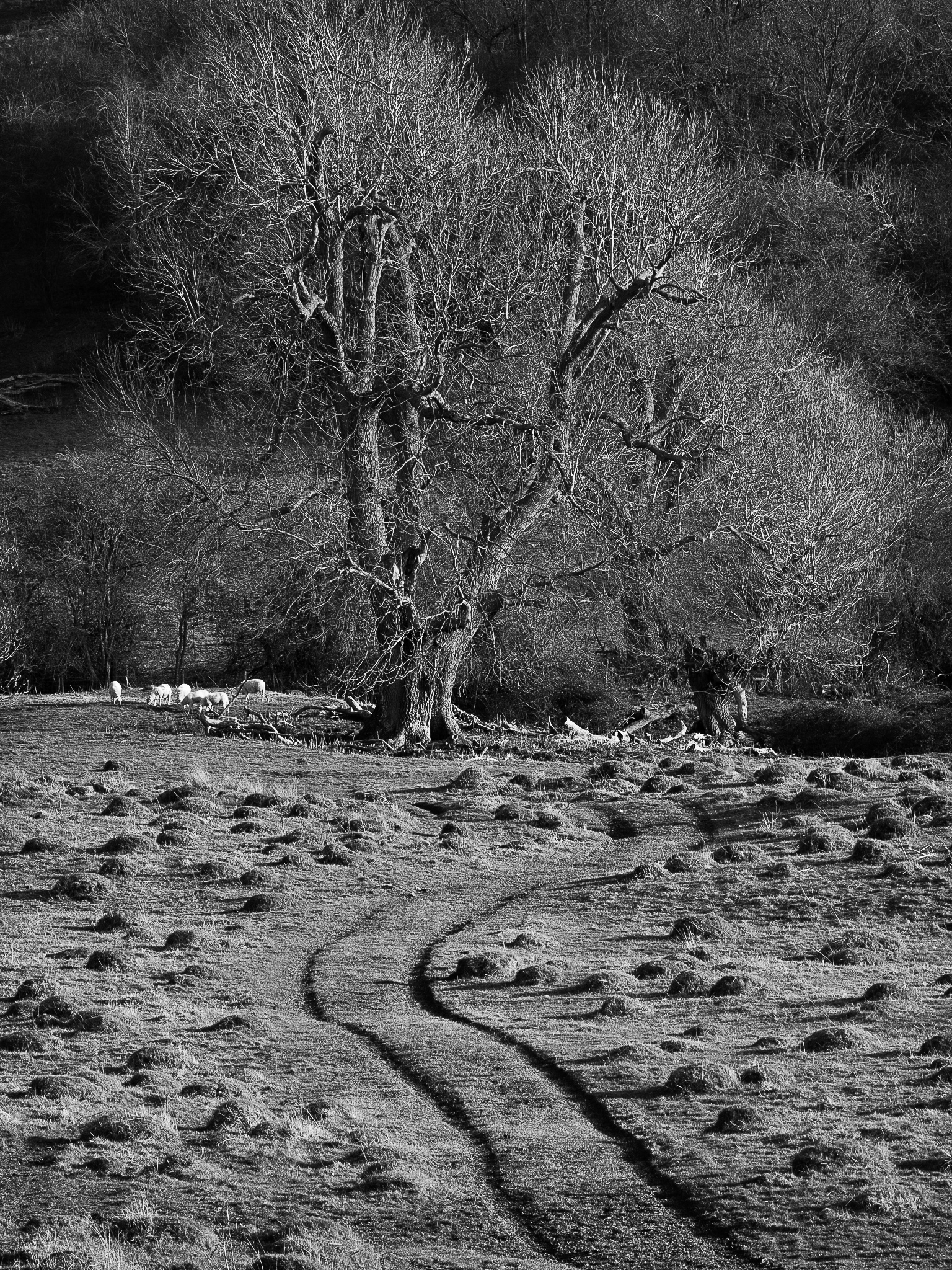 Steve Gledhill - Bredon Hill 3 | On Landscape