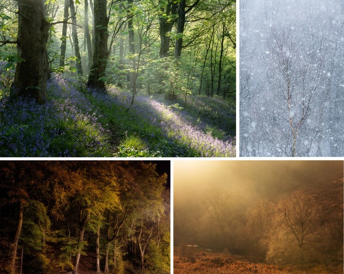 Daniel Howarth | Woodland Seasons | On Landscape