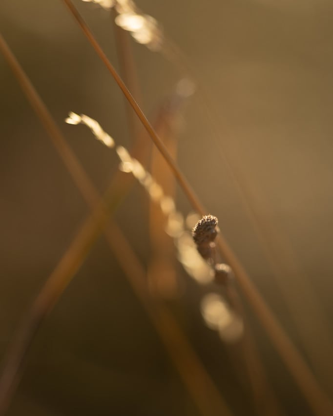 Darren Rose | Summers Evening | On Landscape