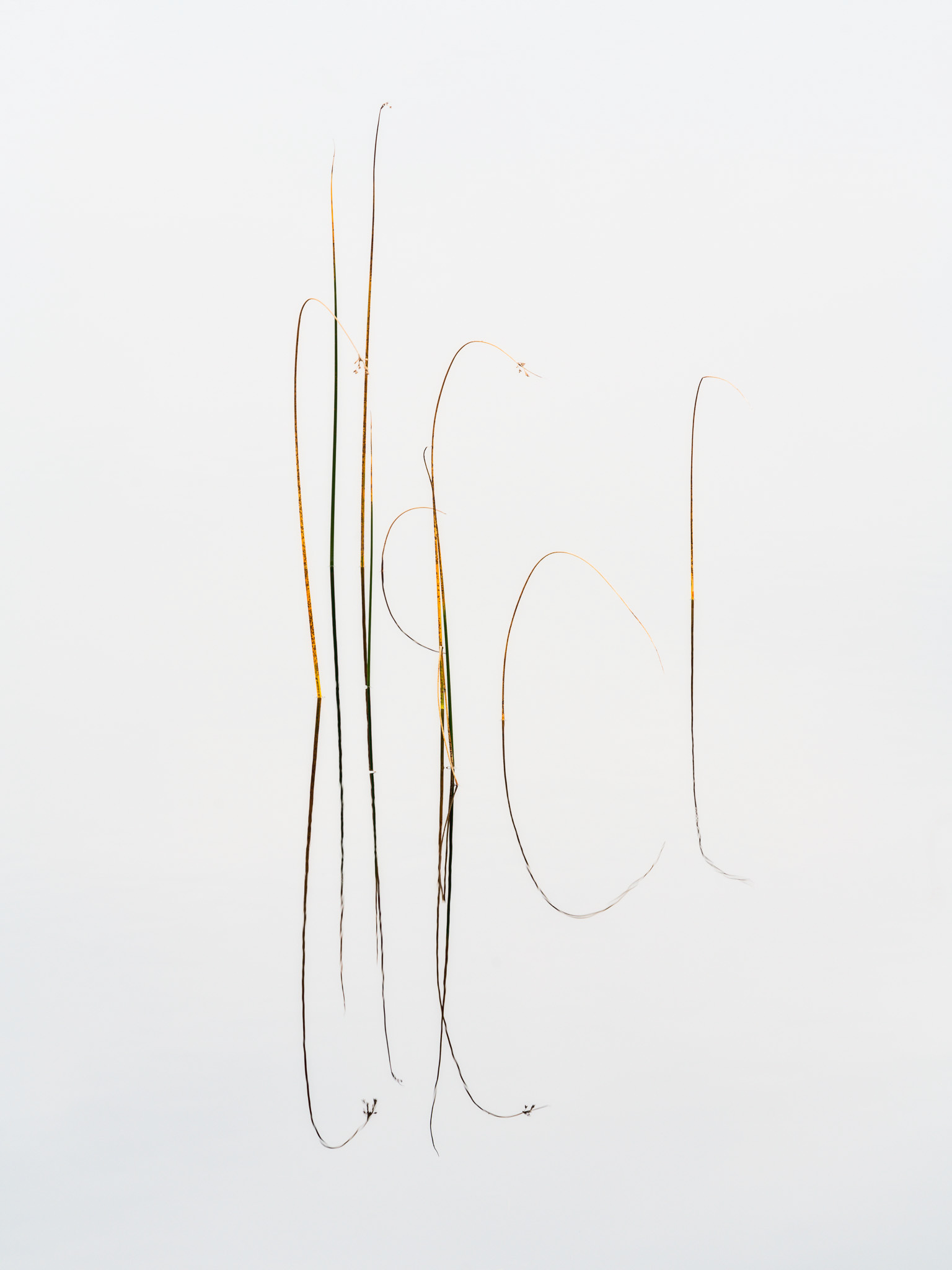 Lizzie_Shepherd_0248_harris_reeds | On Landscape