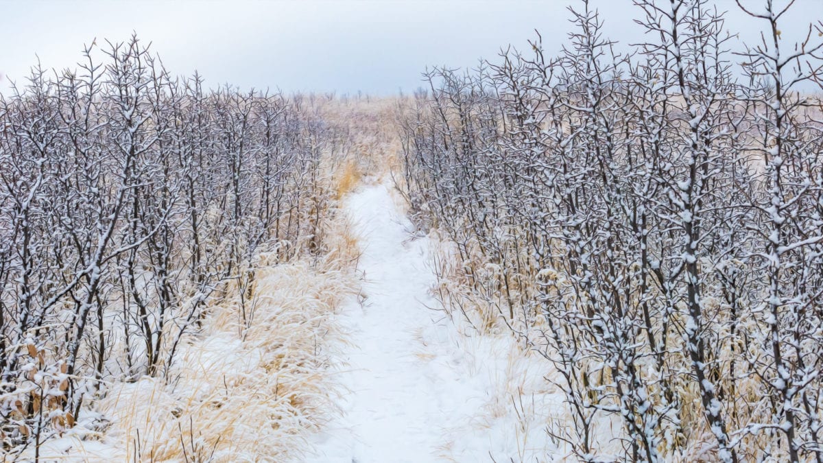 Goran Prvulovic | Canadian Prairies | On Landscape