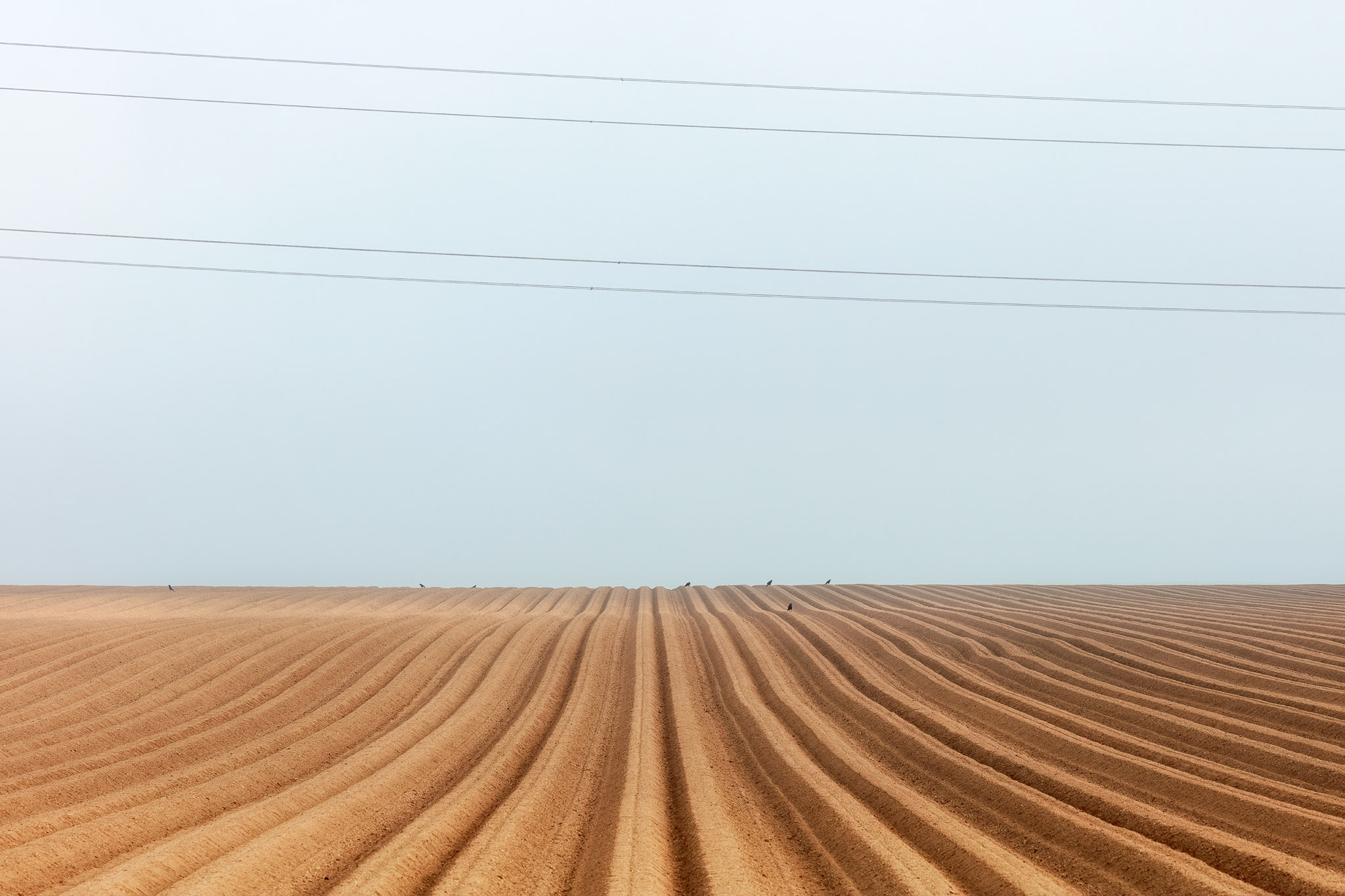 Seven Crows | On Landscape