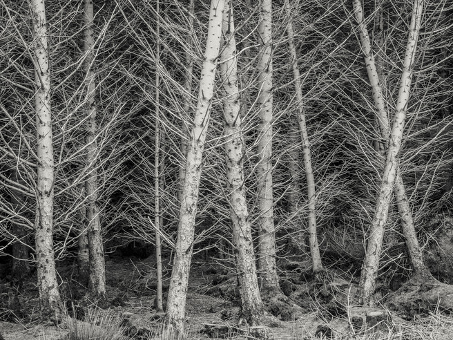 Dingle Trees | On Landscape