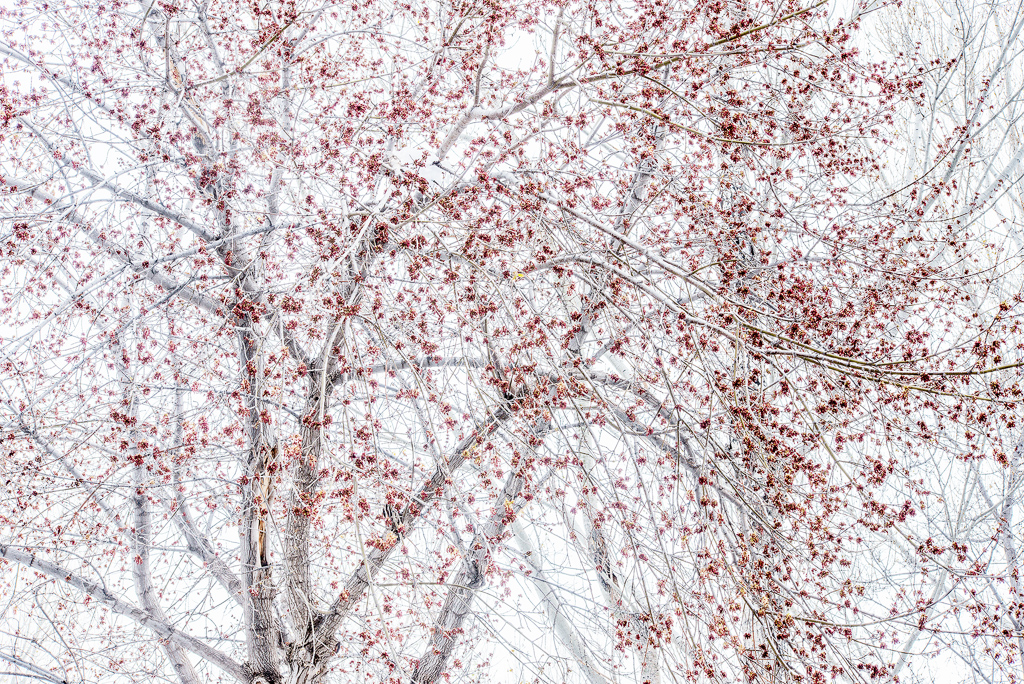 emerging-spring | On Landscape