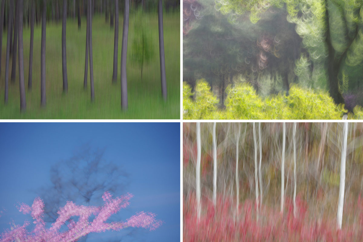 Expressive Trees | On Landscape