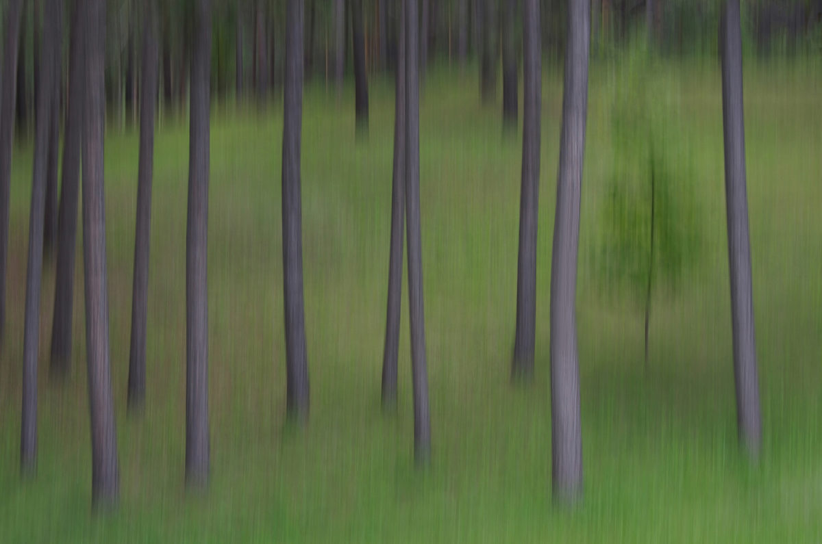 Expressive Trees | On Landscape