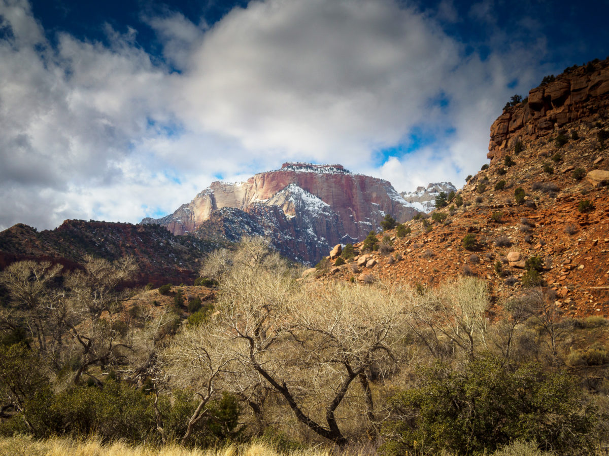 Wayne Bingham | Winter Trees Zion National Park | On Landscape