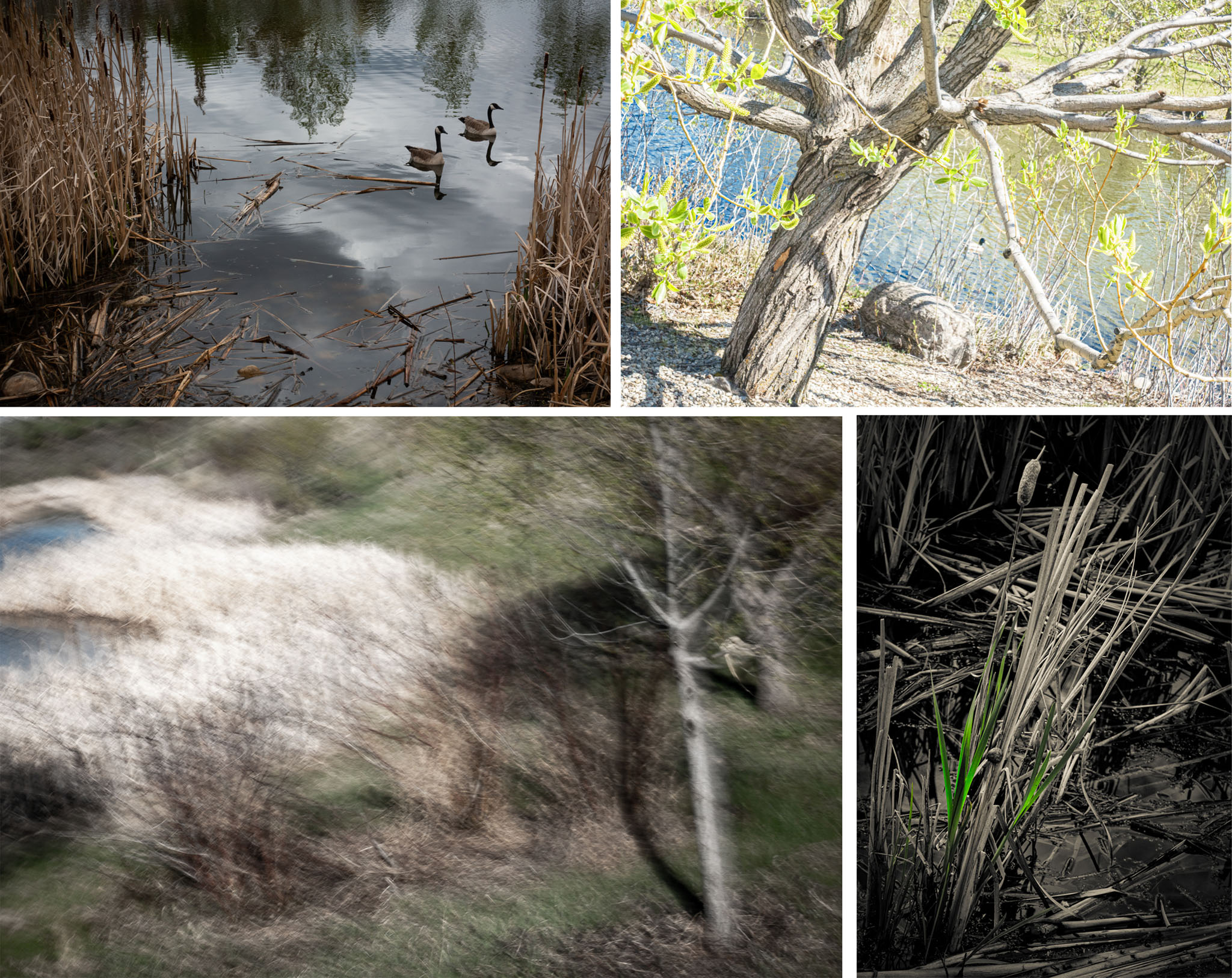 Barry Rosof | Stormwater Facility | On Landscape