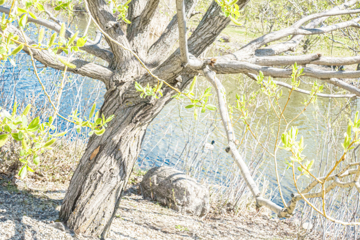 Barry Rosof | Stormwater Facility | On Landscape