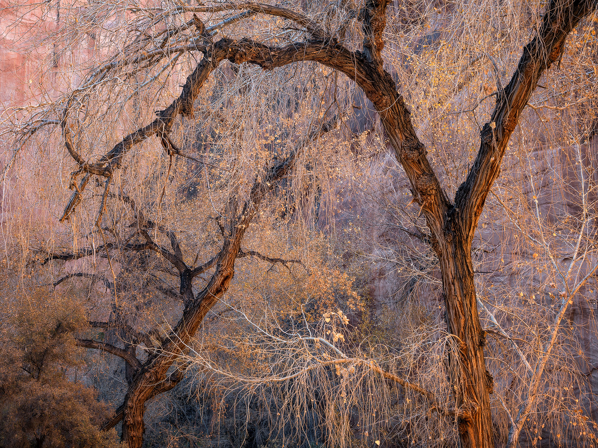 Eric Bennett - GoldenRain | On Landscape