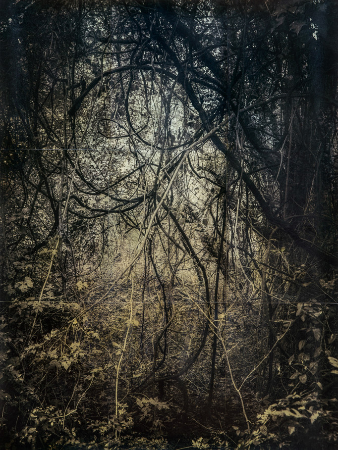Janet Matthews - Tangled series_Atrium | On Landscape