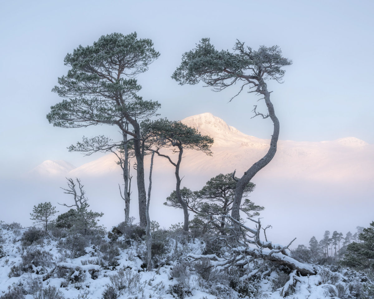 Simon Baxter - family-tree | On Landscape