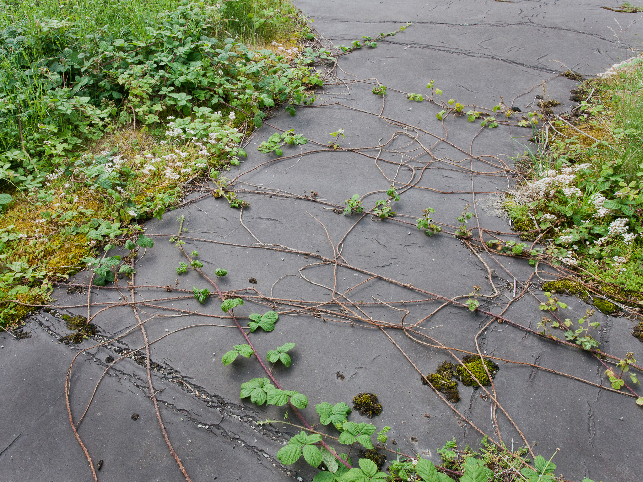 Rhydymwyn-02 | On Landscape