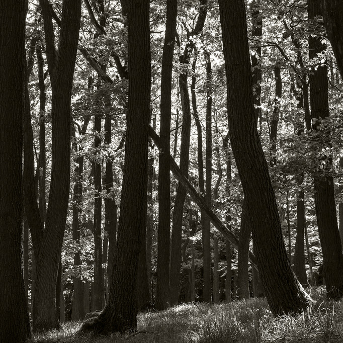 Vienna Woods | On Landscape