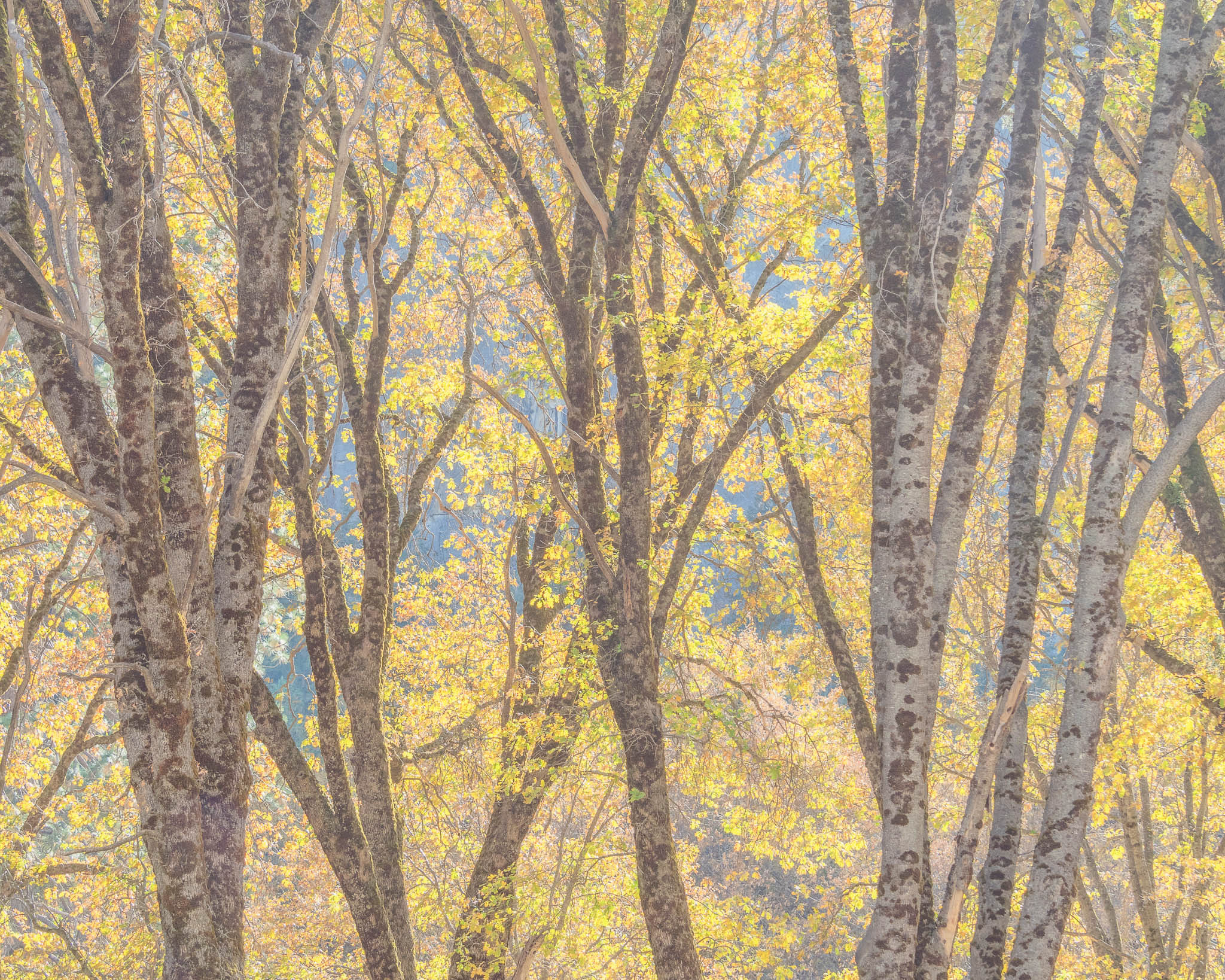 Dreamy Trees | On Landscape
