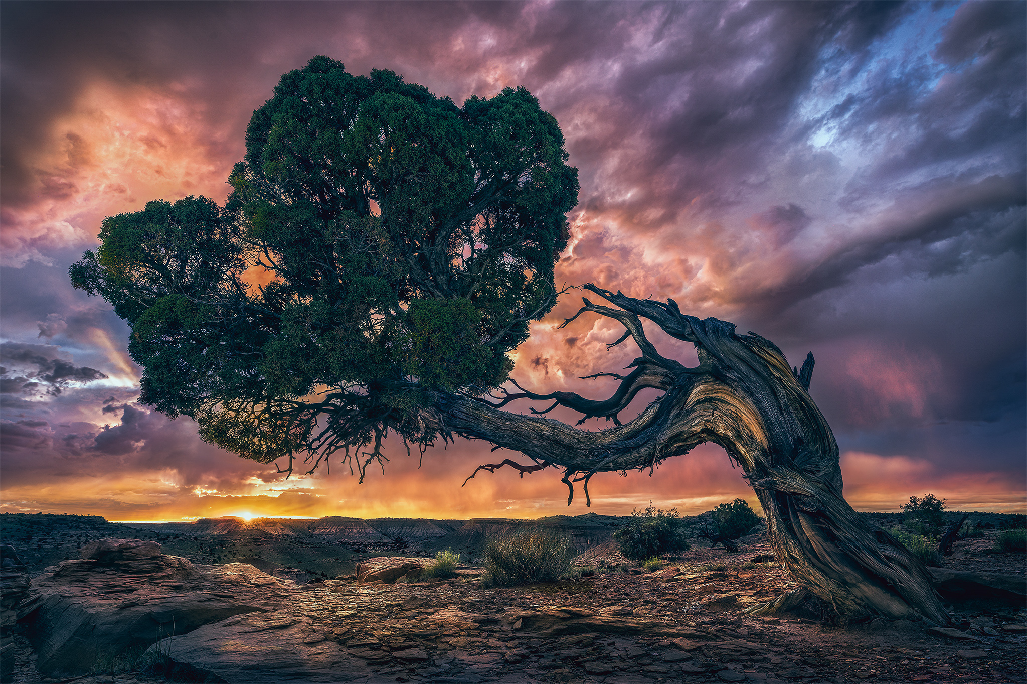 Wayne Suggs BOWING TO THE SUN | On Landscape