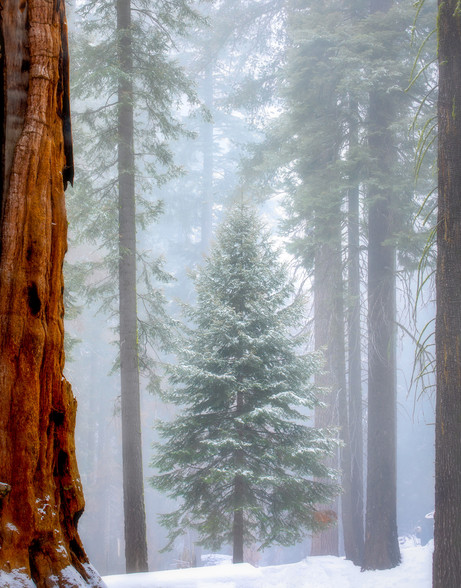 Beth Young | Sequoias, Fire and Water | On Landscape