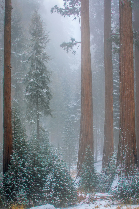Beth Young | Sequoias, Fire and Water | On Landscape