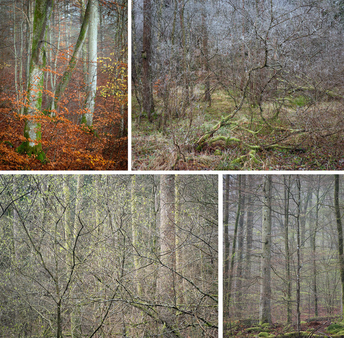 Daniel Eek | Looking Through | On Landscape