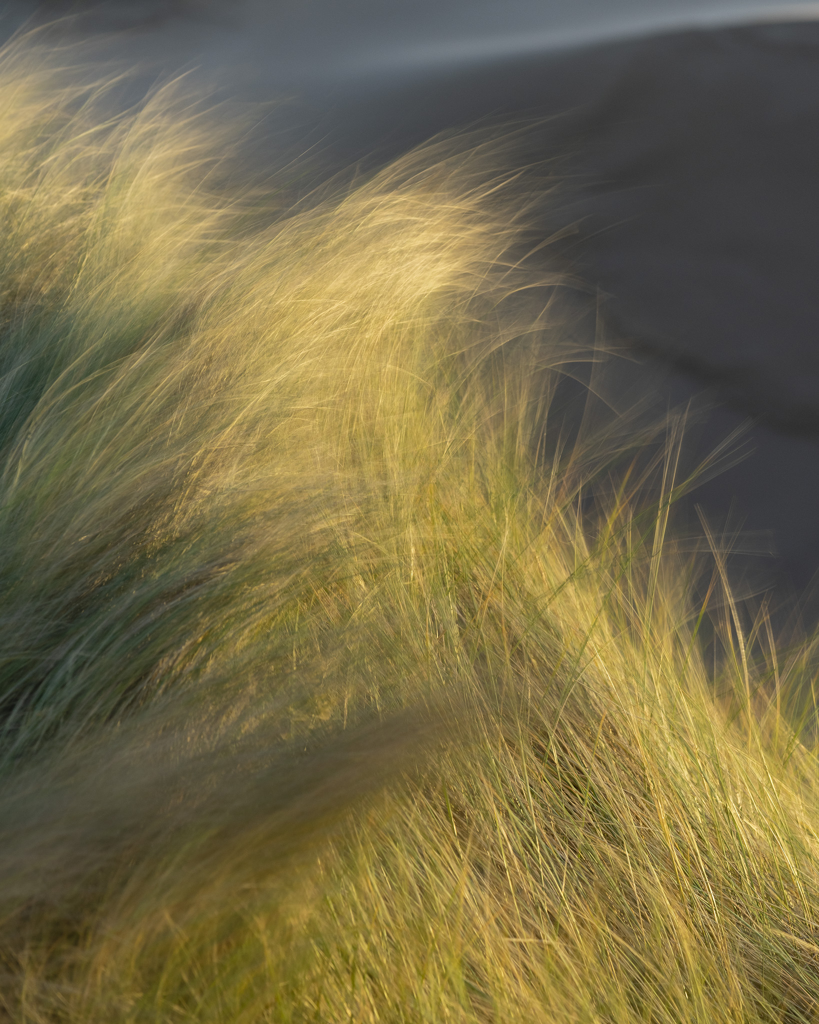 A study of the dunes at Forvie NNR, Aberdeenshire, Scotland. | On Landscape