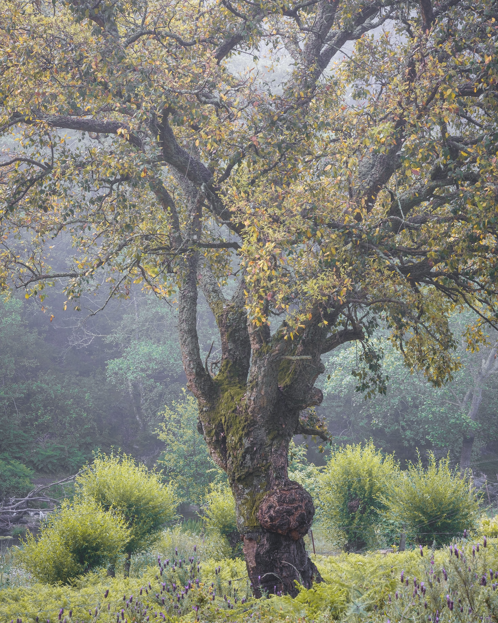 Angelo Jesus Tree Character | On Landscape