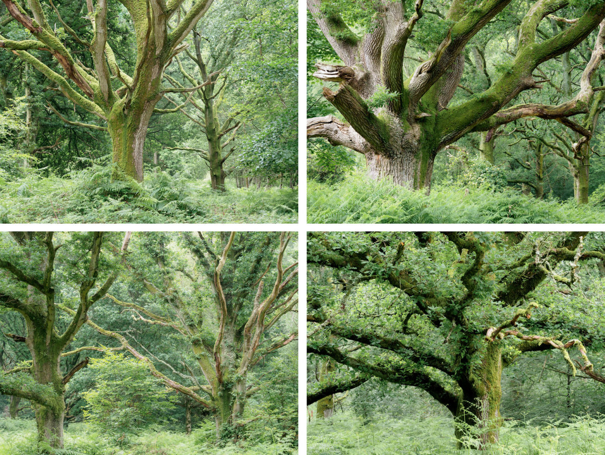 Robin Boothby | Savernake Oaks | On Landscape