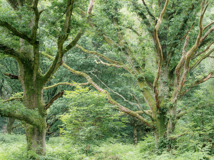 Robin Boothby | Savernake Oaks | On Landscape