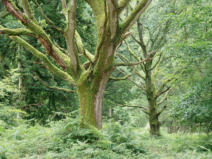 Robin Boothby | Savernake Oaks | On Landscape