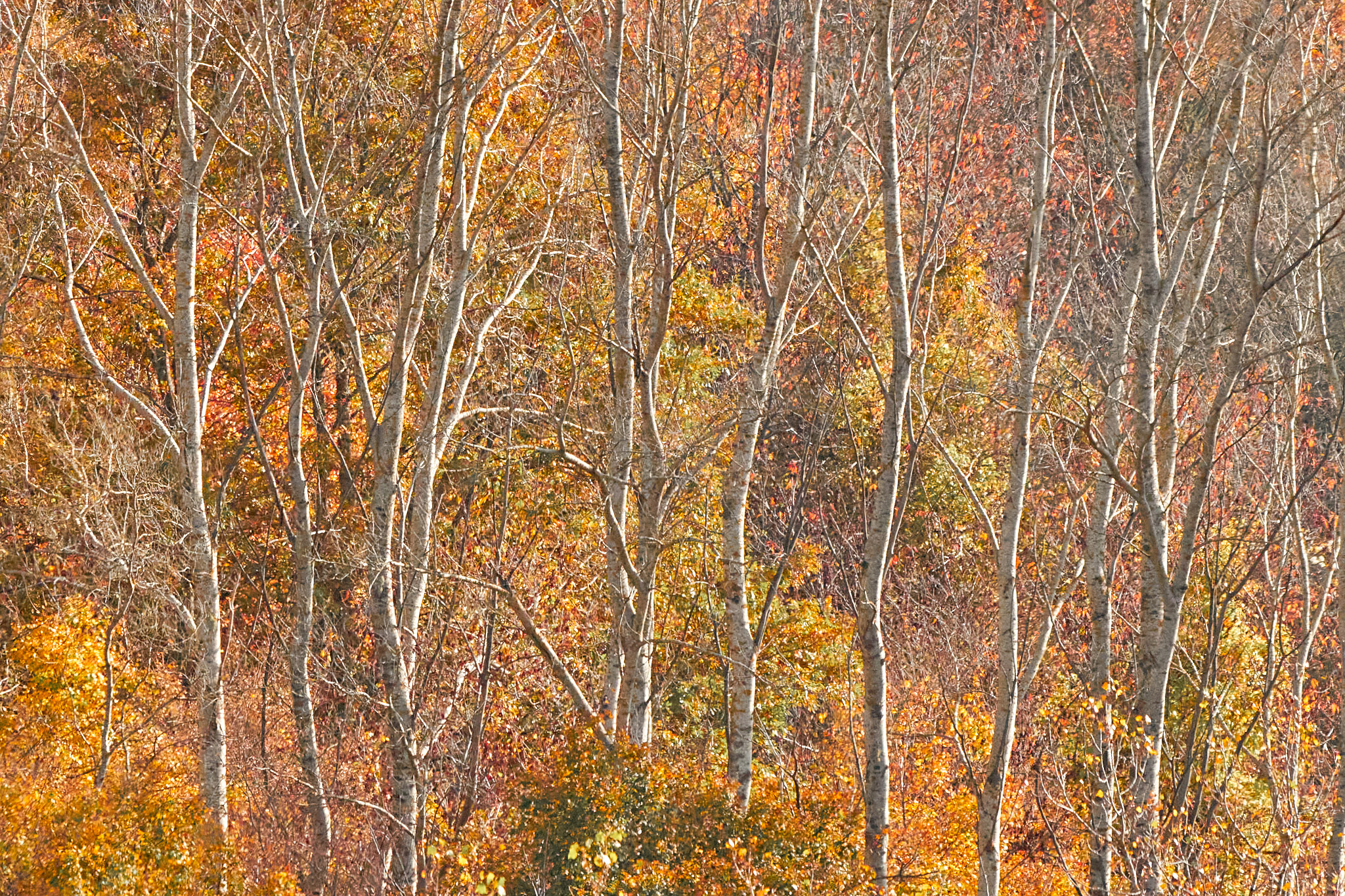 Andrea Celli 13 | On Landscape