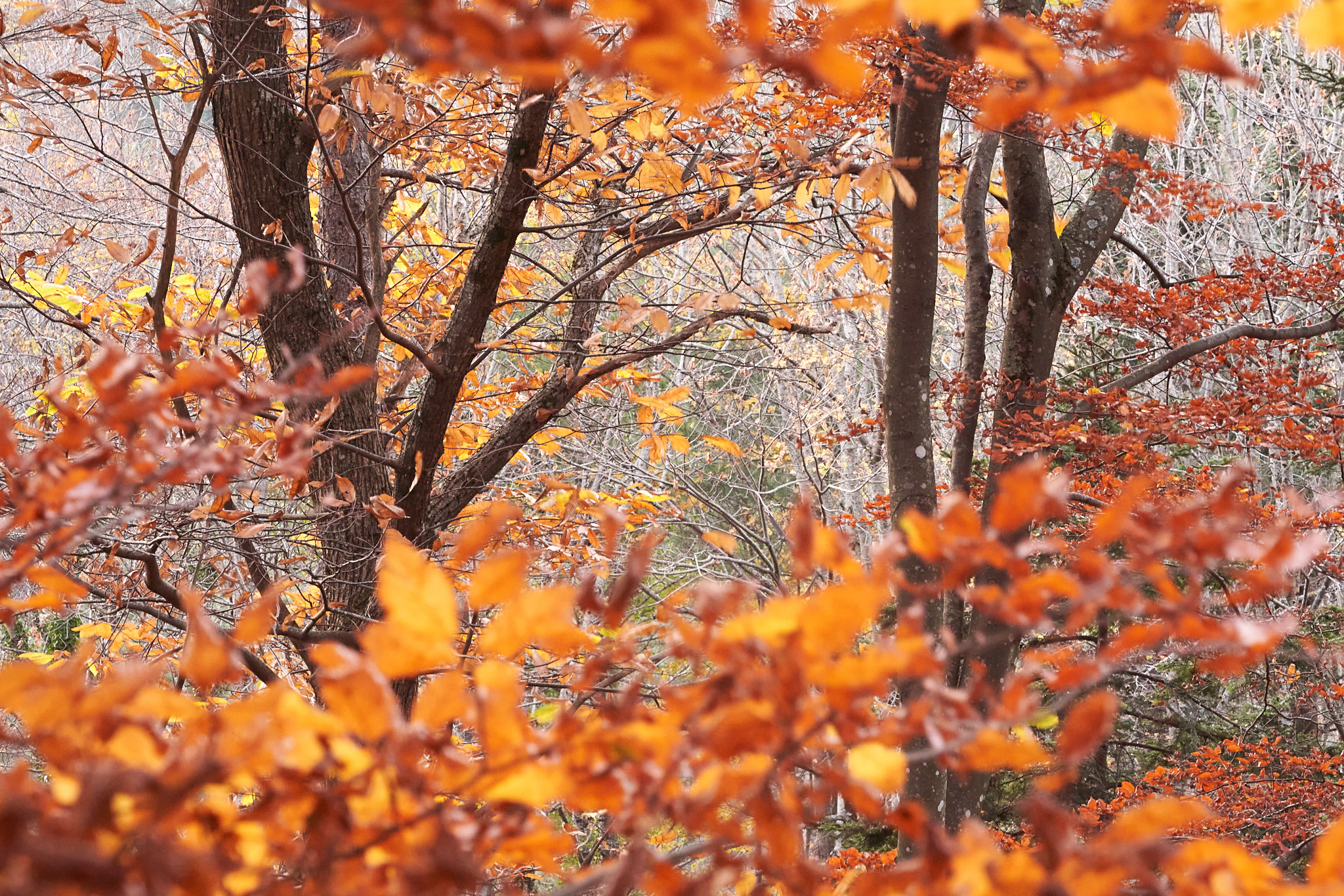 Andrea Celli 17 | On Landscape