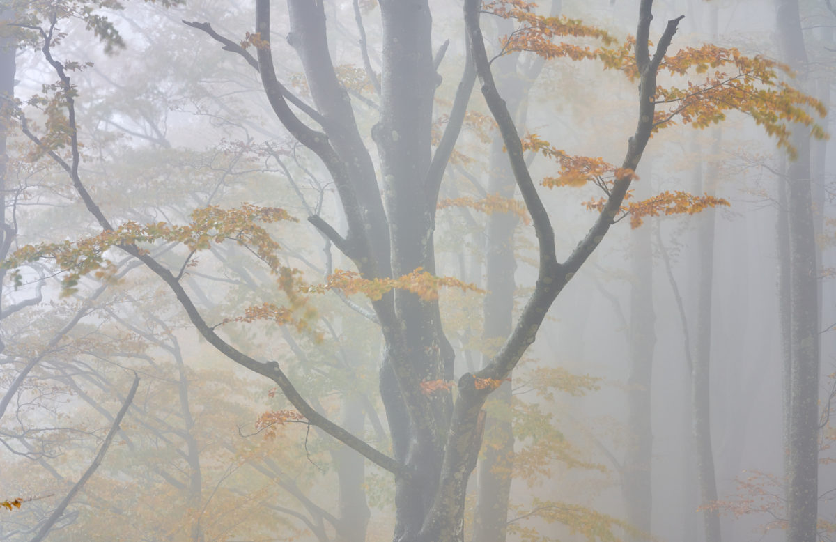 Andrea Celli 5 | On Landscape