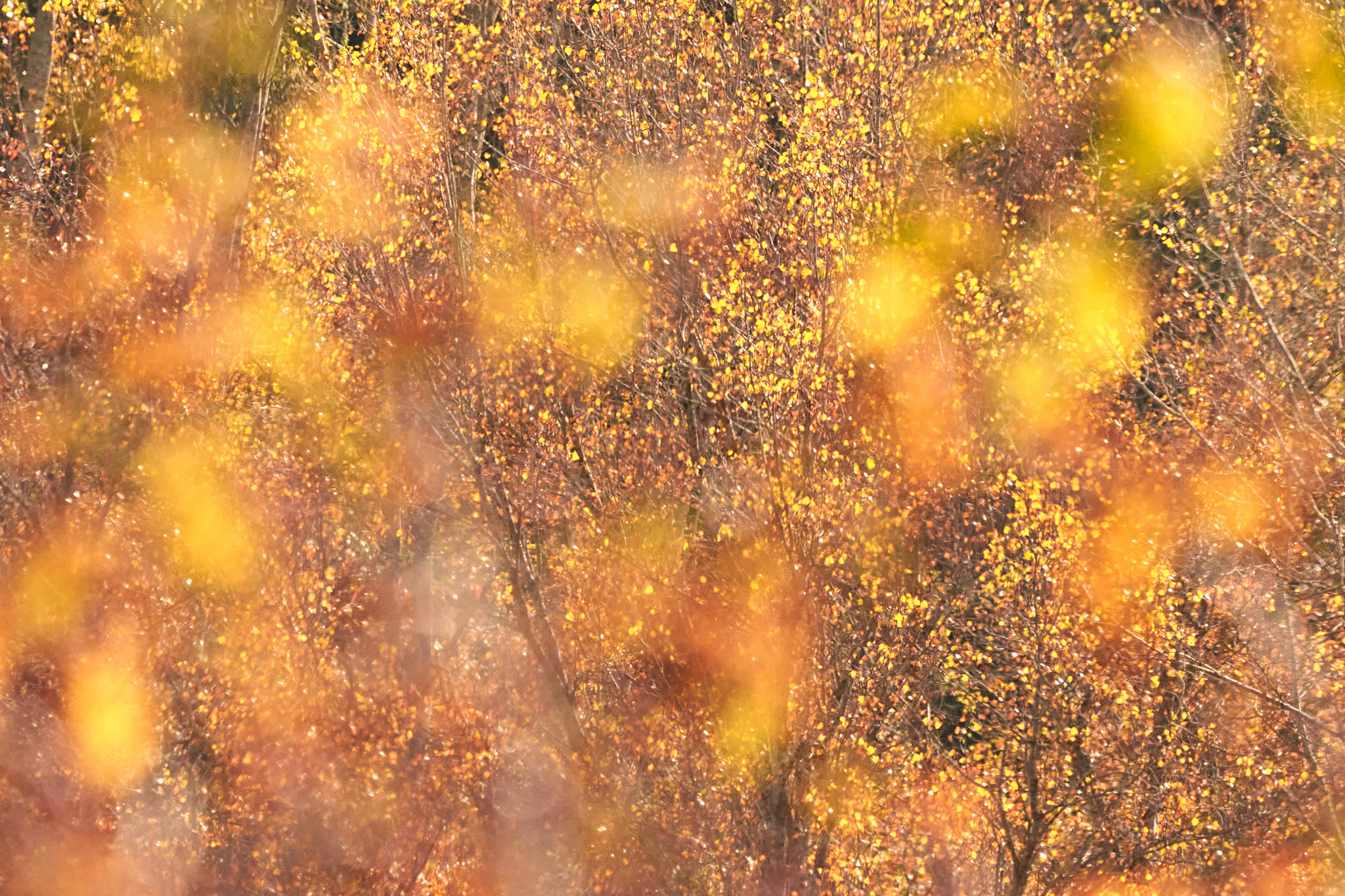 Andrea Celli 54 | On Landscape