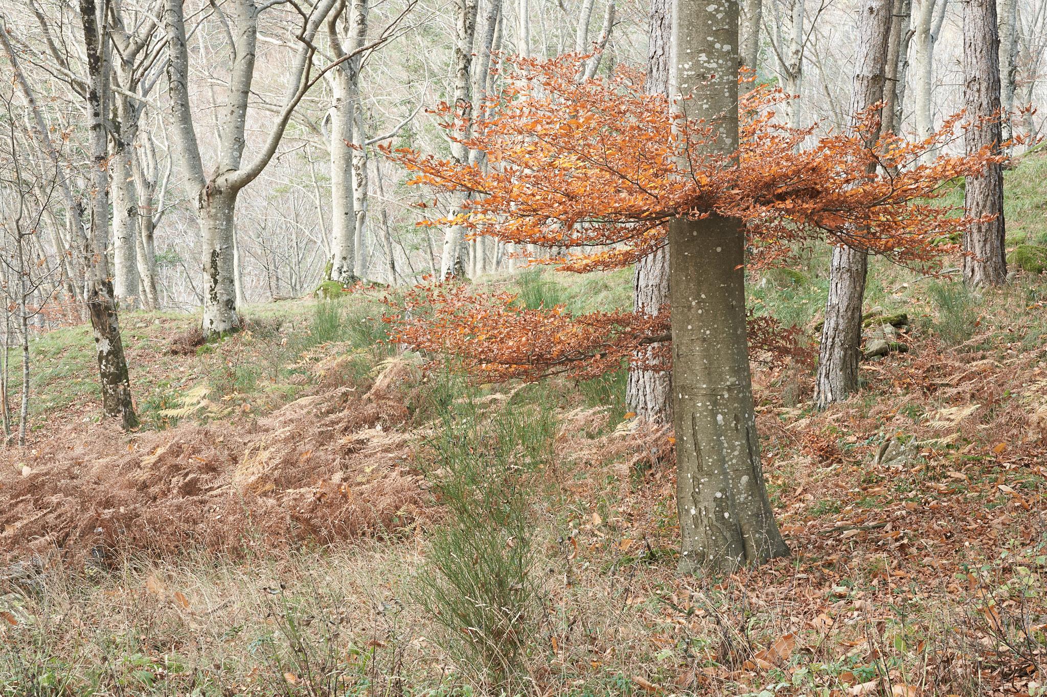 Andrea Celli 59 | On Landscape