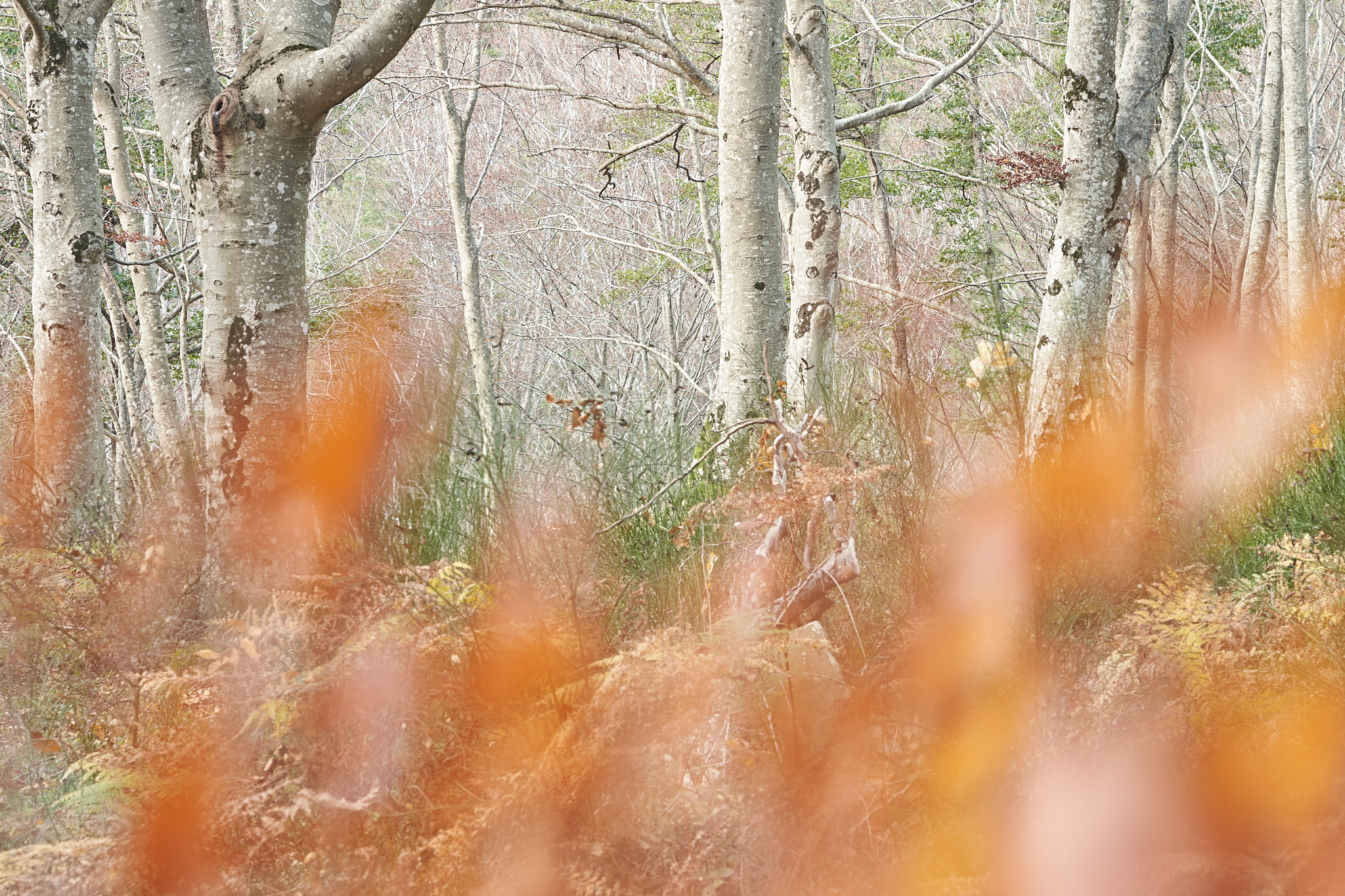 Andrea Celli 62 | On Landscape