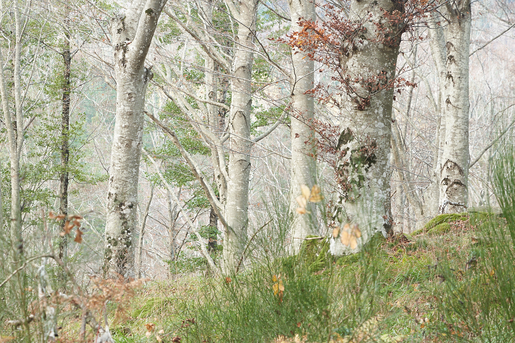 Andrea Celli 64 | On Landscape