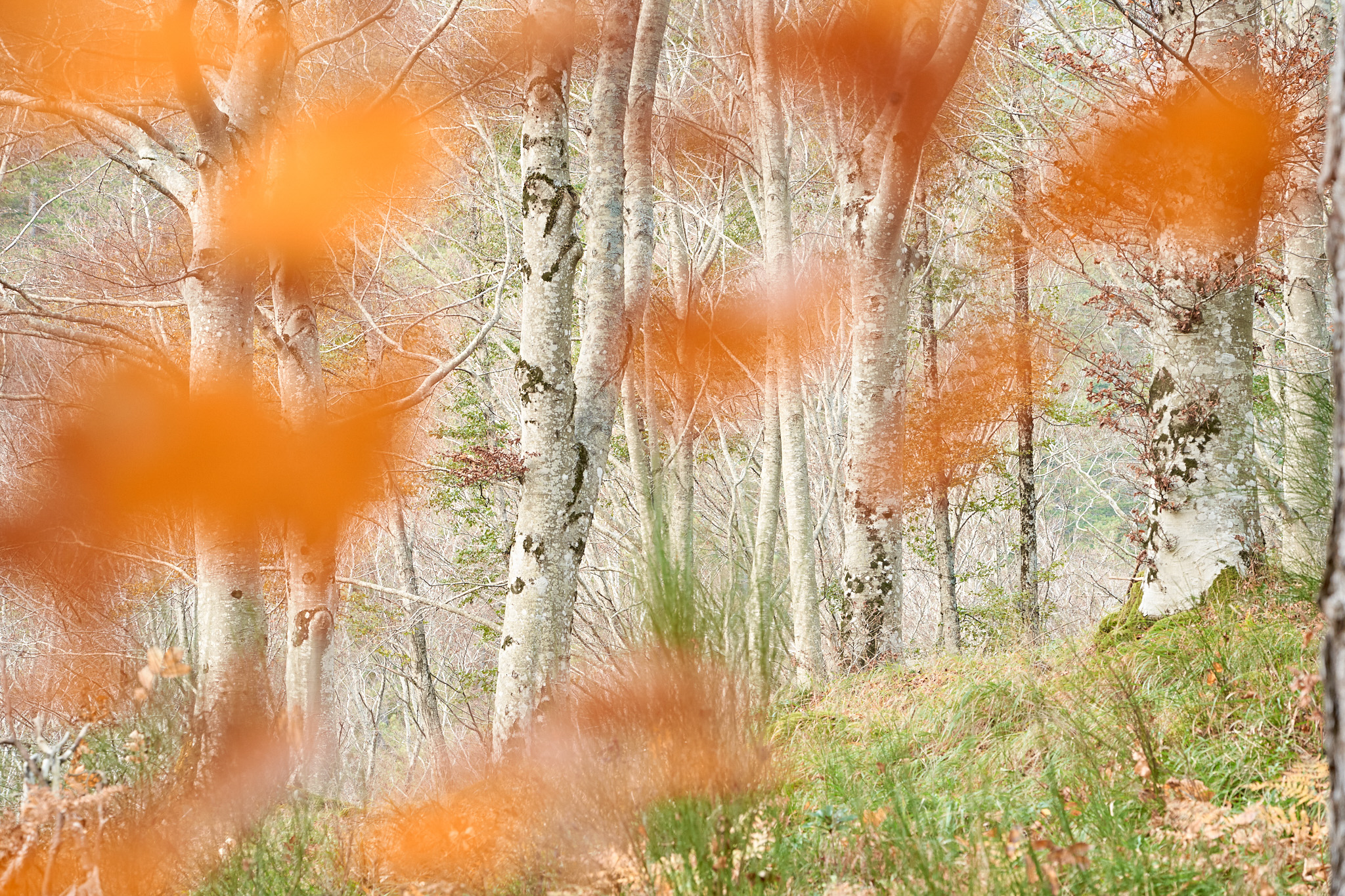 Andrea Celli 65 | On Landscape