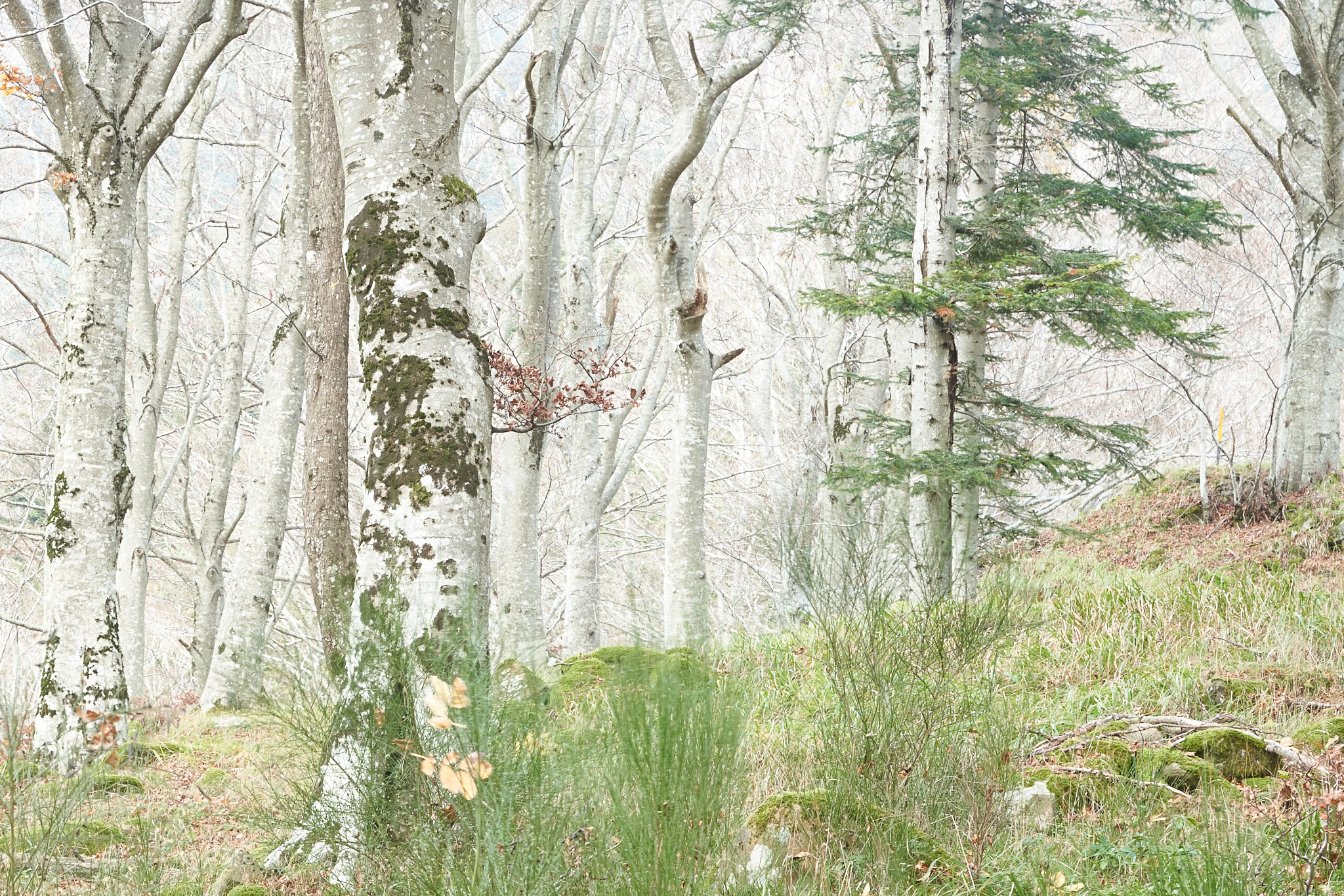 Andrea Celli 70 | On Landscape