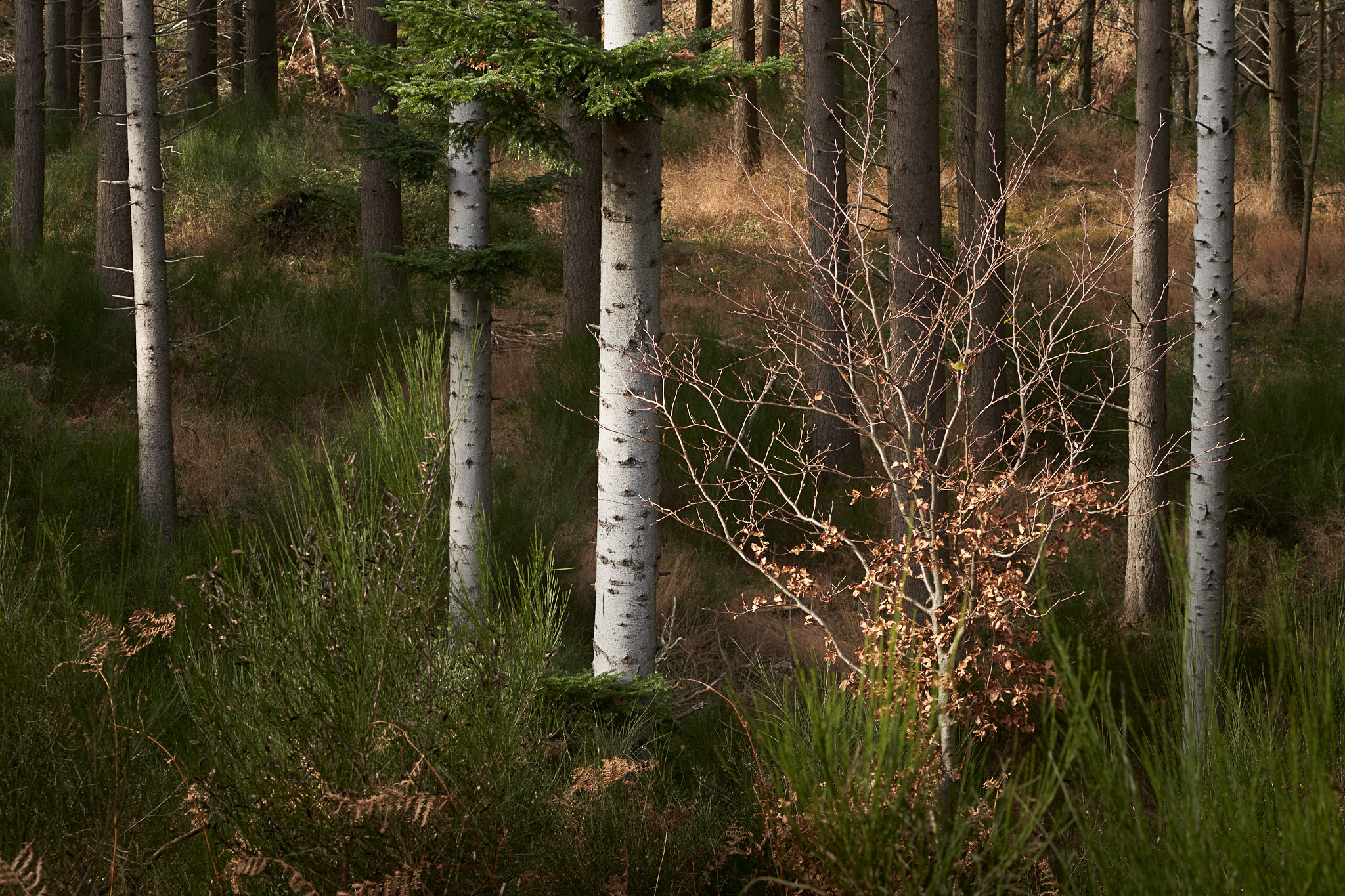 Andrea Celli 78 | On Landscape