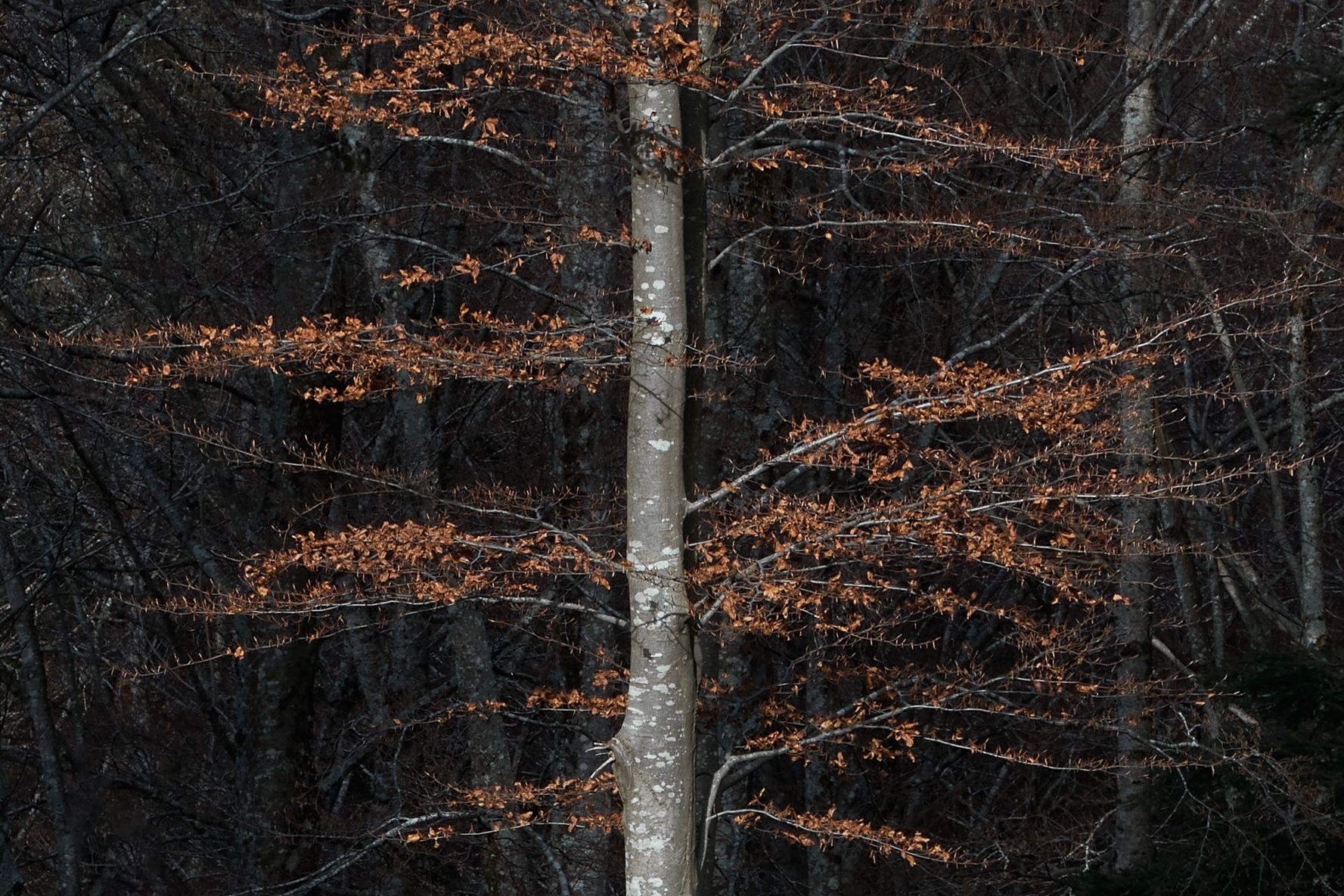 Andrea Celli 80 | On Landscape