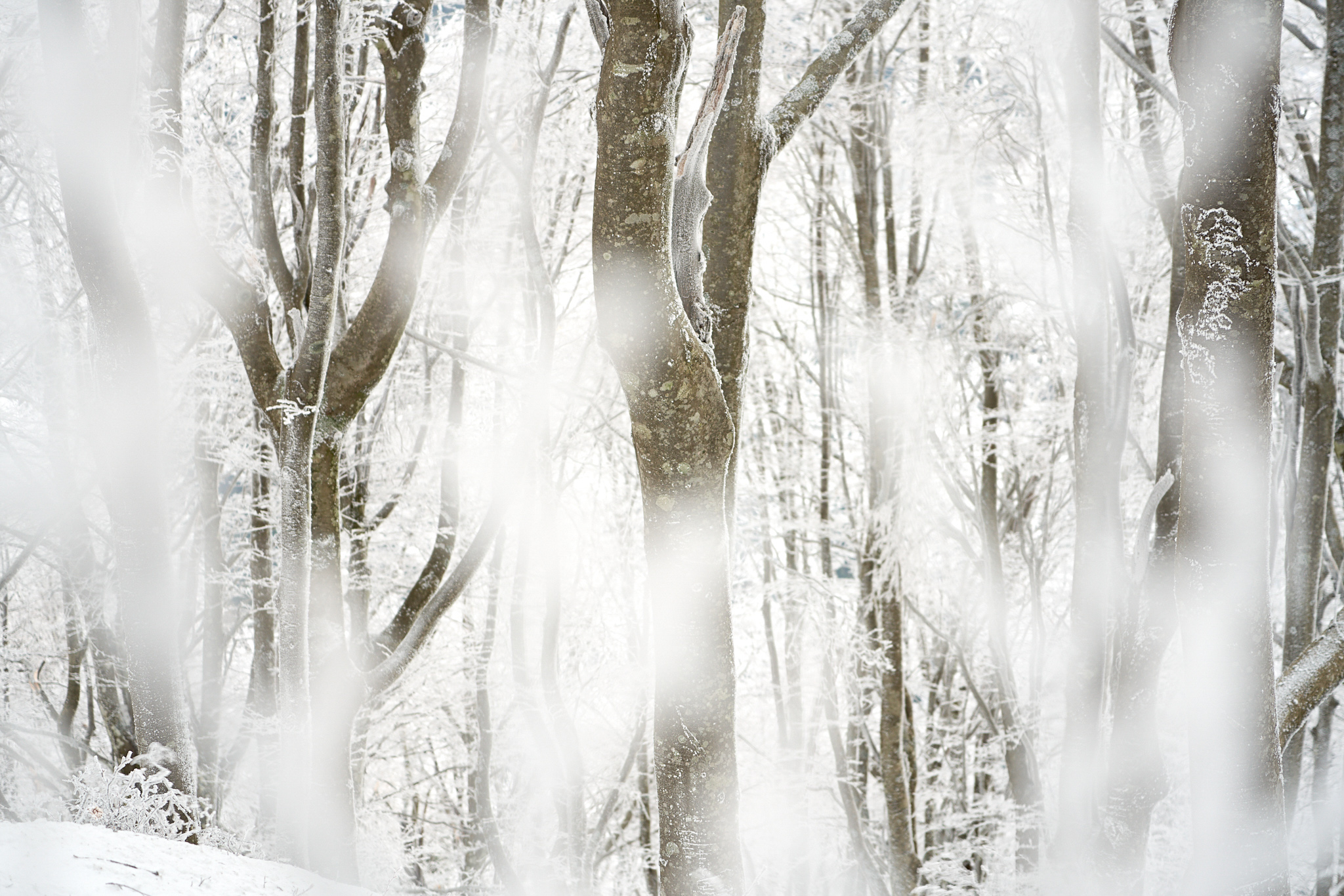 Andrea Celli 82 | On Landscape