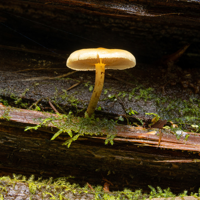 Forest Decomposition | On Landscape