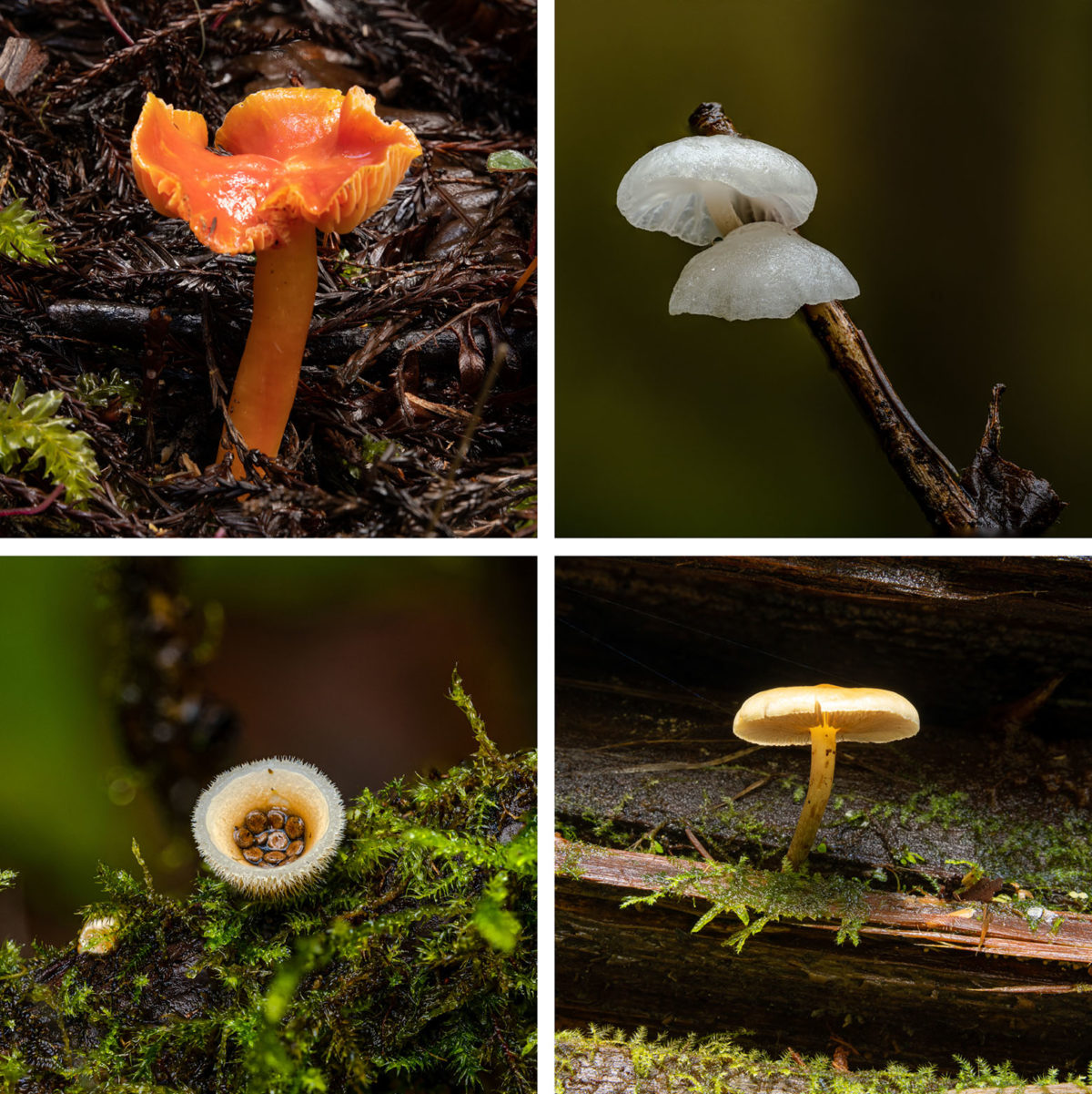 Forest Decomposition | On Landscape